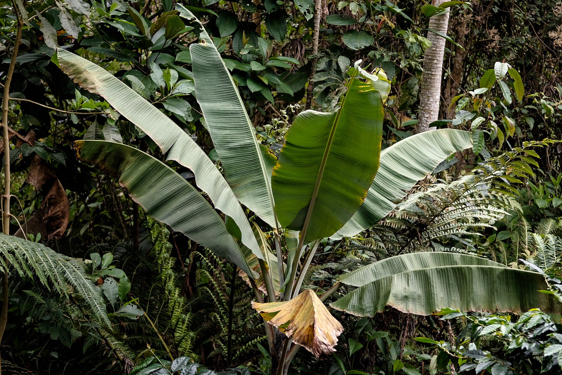 Tropicalia | Bienvenido al Trópico – Tropicalia Coffee